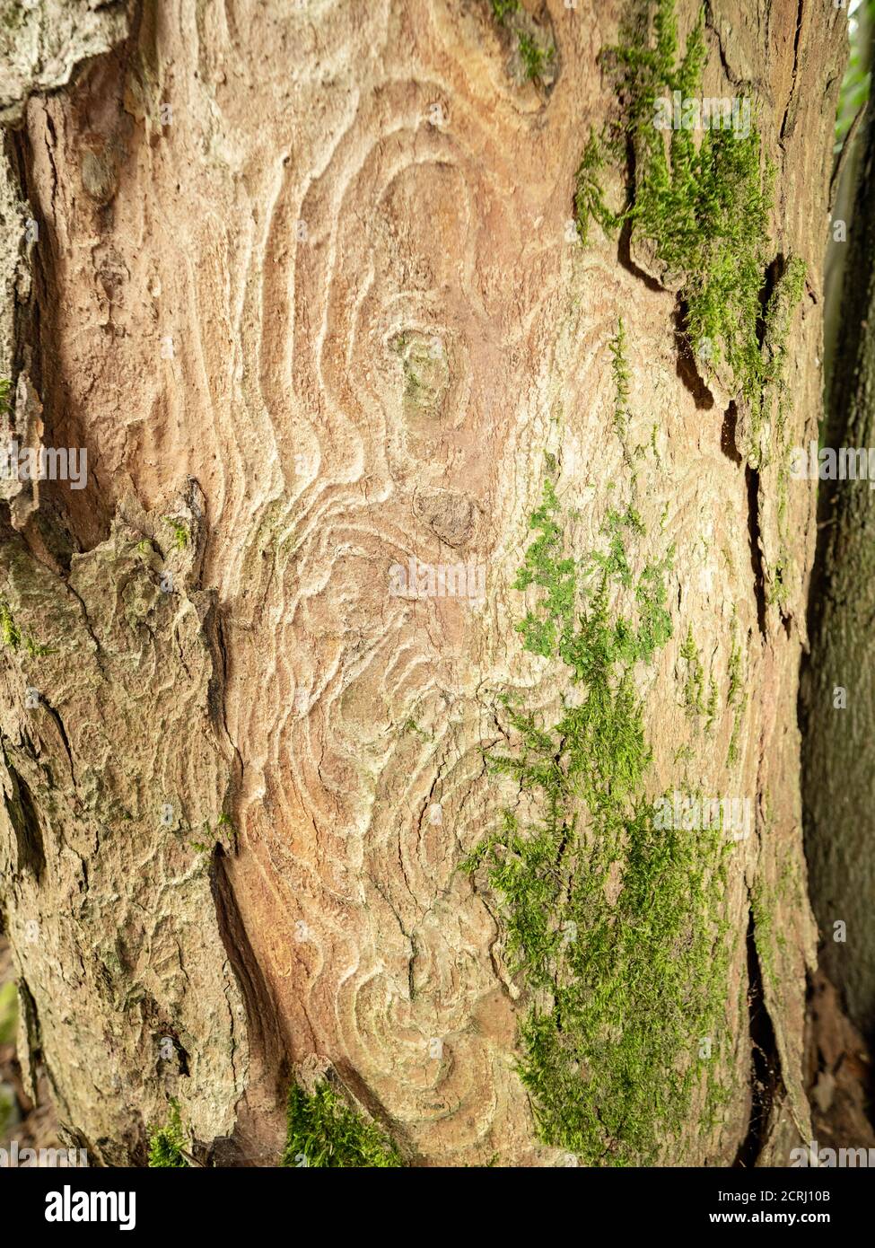 Detail of mossy maple tree bark. Broken scales of bark and structure of ...