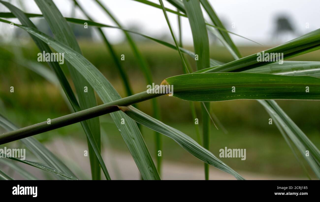 Reeds side view hi-res stock photography and images - Alamy