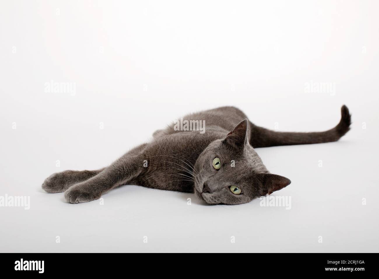 A grey cat lying down on a white floor Stock Photo - Alamy