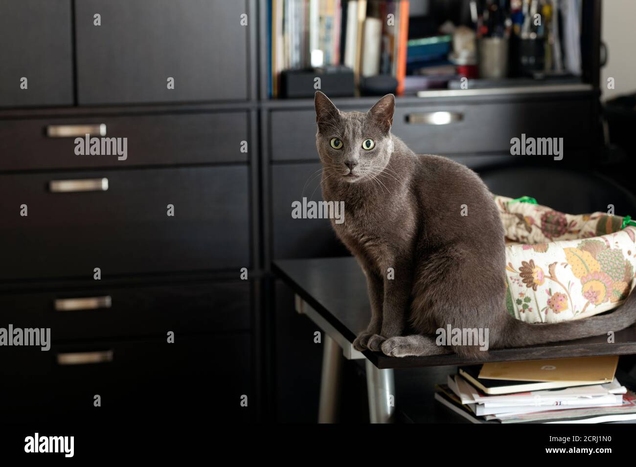 Muzzle black cat green eyes hi-res stock photography and images - Alamy