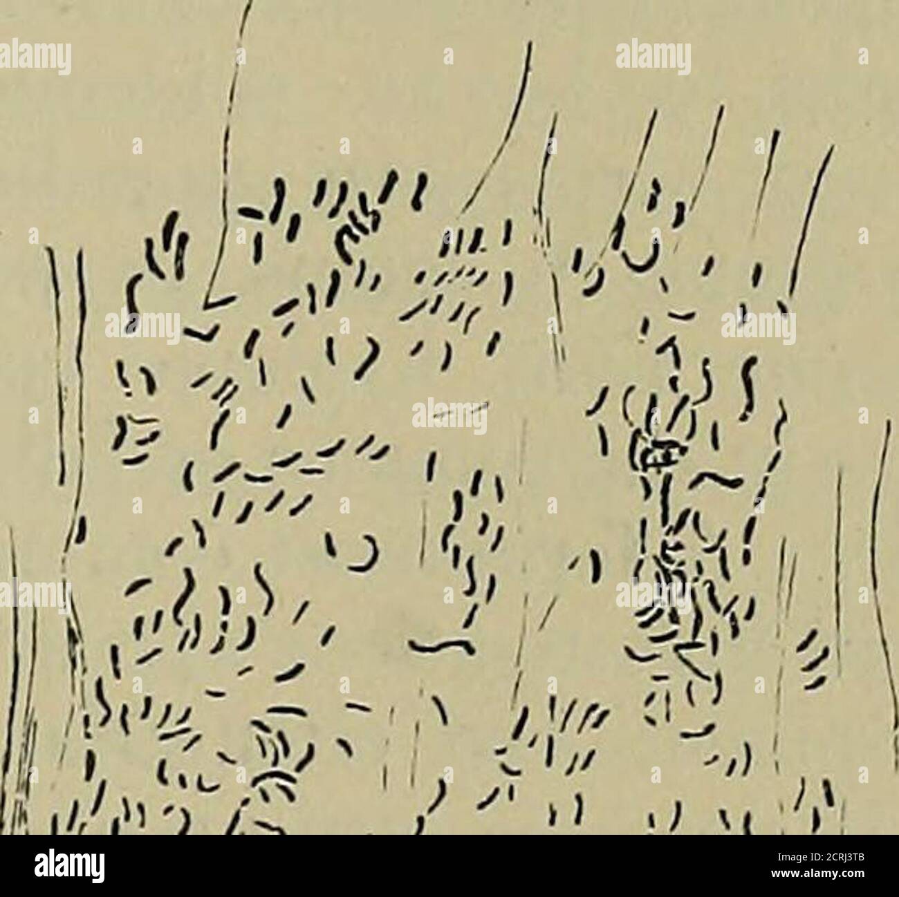 Floccules hi-res stock photography and images - Alamy