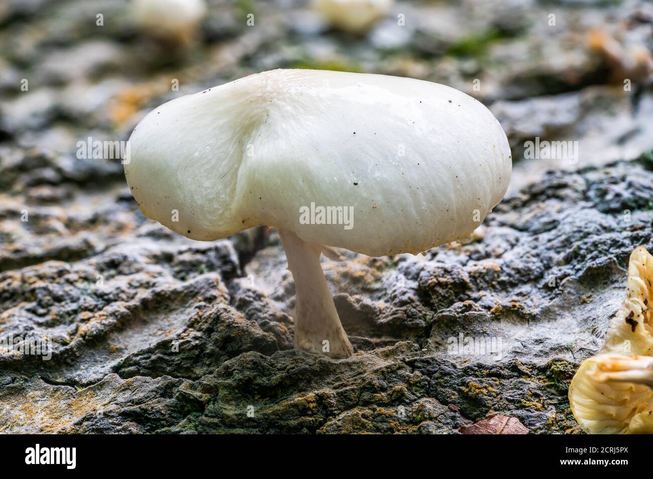 Porcelain Fungus - Oudemansiella mucida - growing on a beech tree in a ...