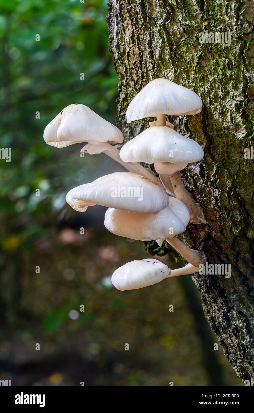 Porcelain Fungus - Oudemansiella mucida - growing on a beech tree in a ...