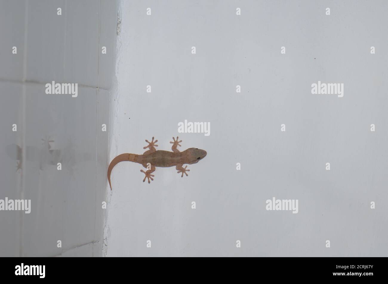 Gecko climbing ceiling hi-res stock photography and images - Alamy