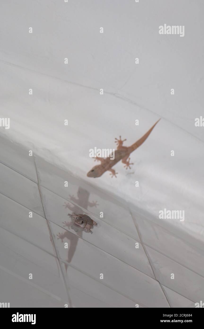 Lizards ceiling hi-res stock photography and images - Alamy