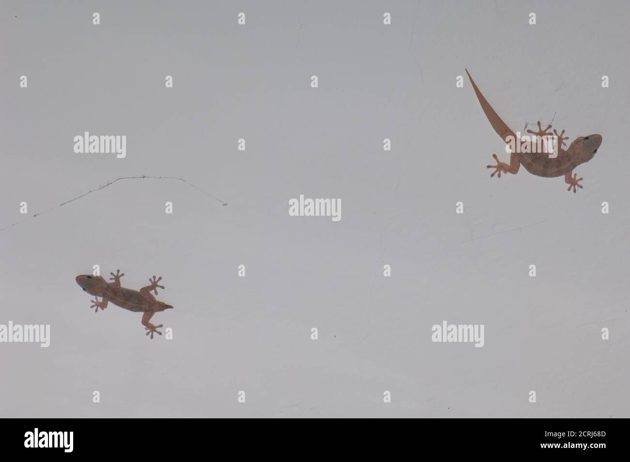 Gecko climbing ceiling hi-res stock photography and images - Alamy