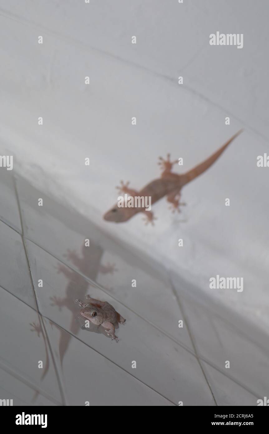 Gecko climbing ceiling hi-res stock photography and images - Alamy
