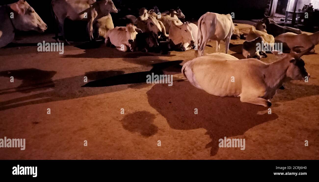Cow group sitting together on soil field in the night light Stock Photo ...