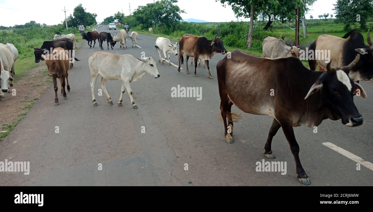 Cow crowd walking on transportation road around forest area Stock Photo ...