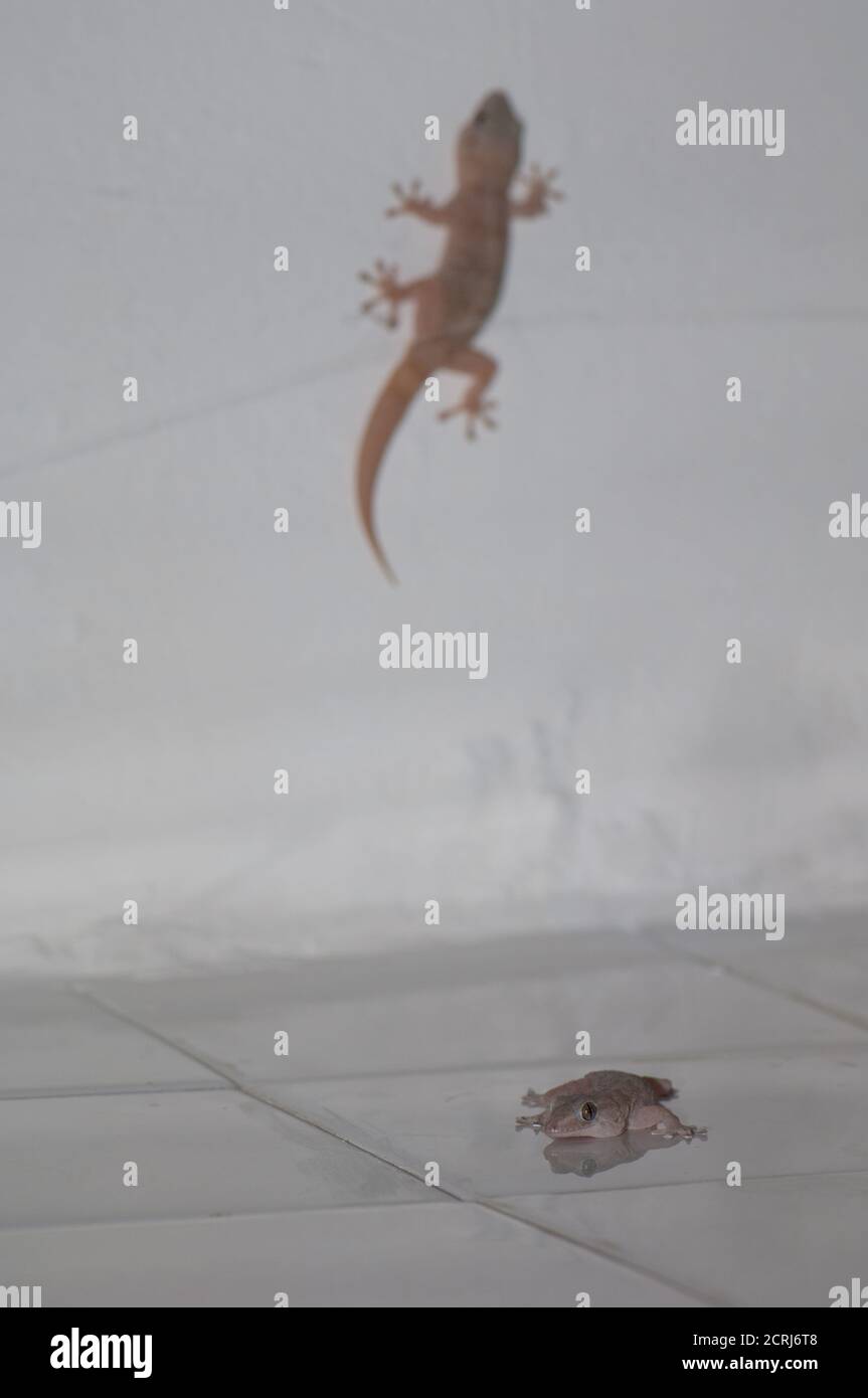 Gecko climbing ceiling hi-res stock photography and images - Alamy