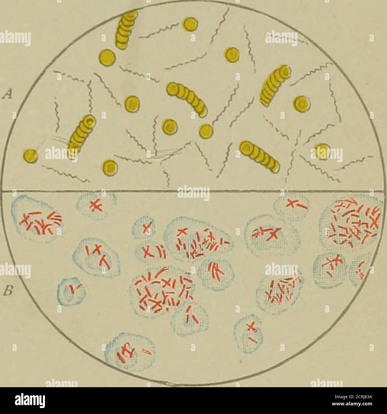 Streptococcus b hi-res stock photography and images - Alamy