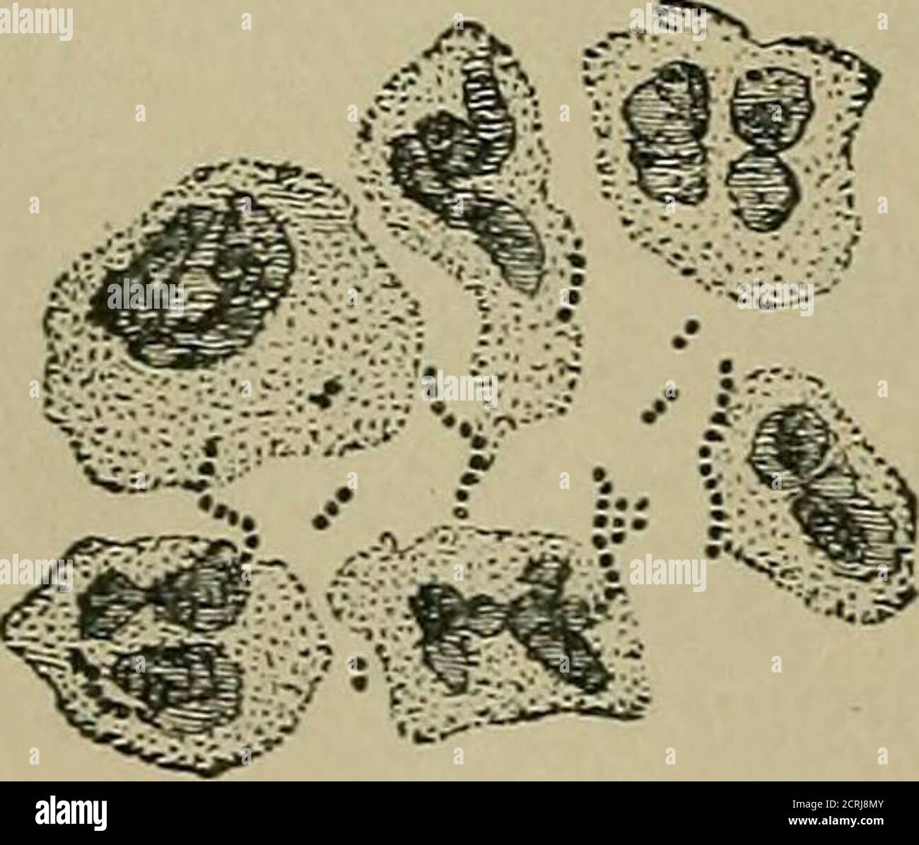 Staphylococcus epidermidis hi-res stock photography and images - Alamy