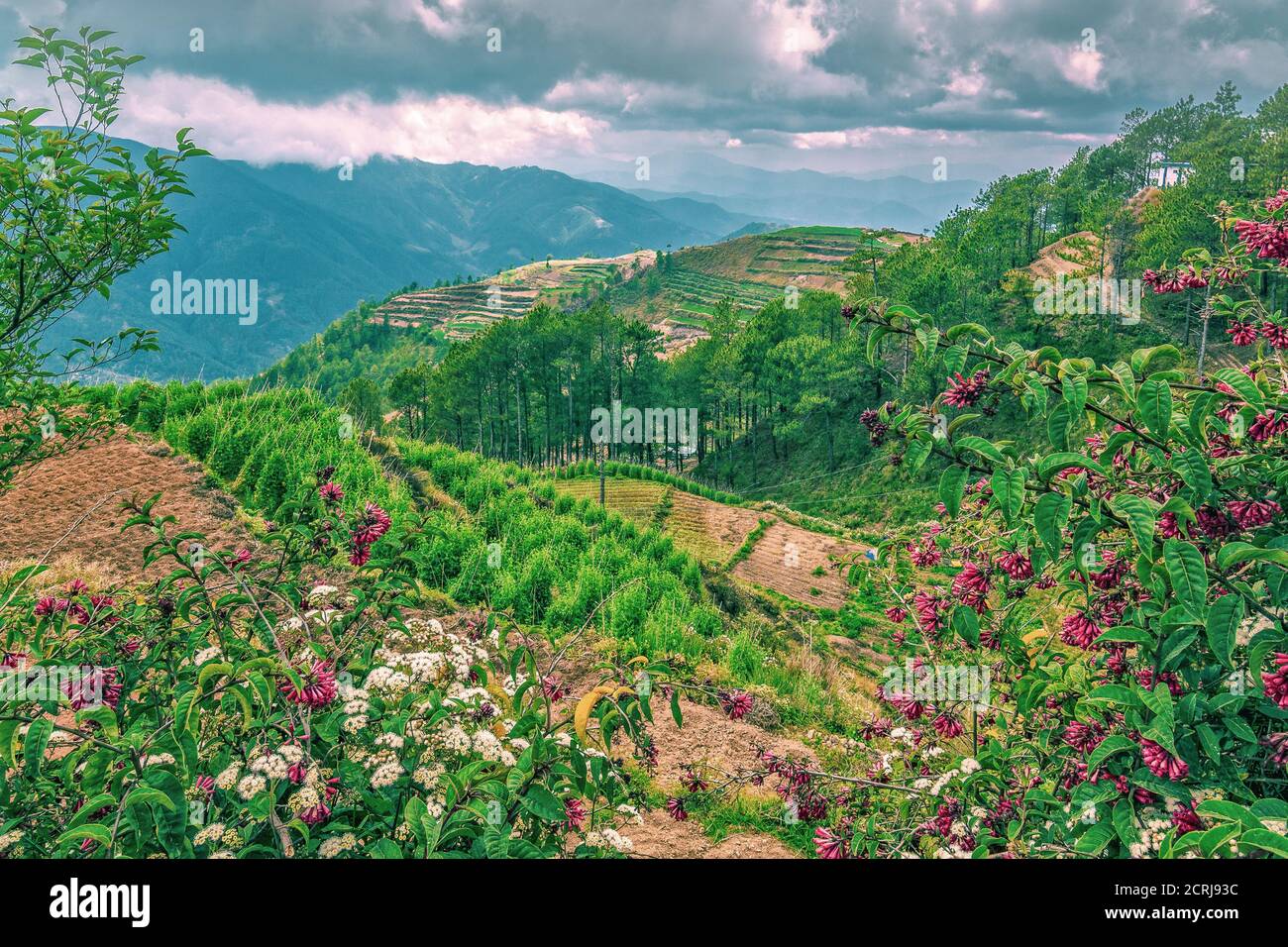 Farm Making Ready for Planting, Kabayan, Benguet, Philippines Stock Photo - Alamy