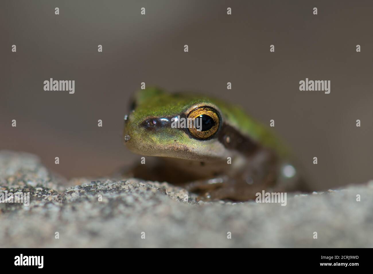 Mediterranean tree frog Hyla meridionalis. The Nublo Rural Park. Gran ...