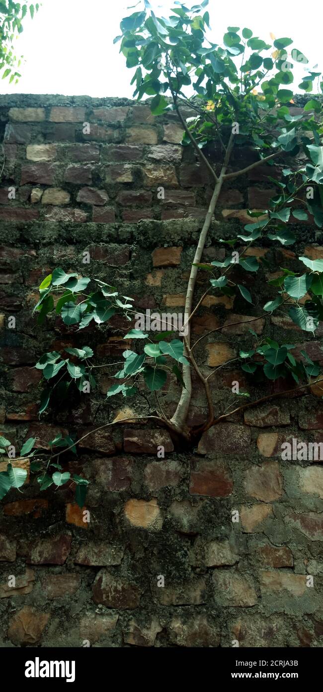 Ficus religiosa tree growing on the ancient wall Stock Photo - Alamy