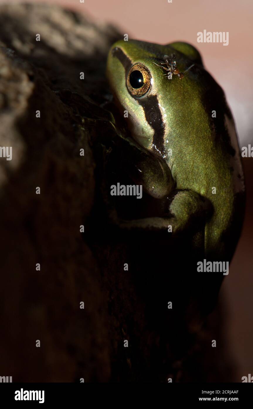 Mediterranean tree frog Hyla meridionalis with the twisted hind legs ...