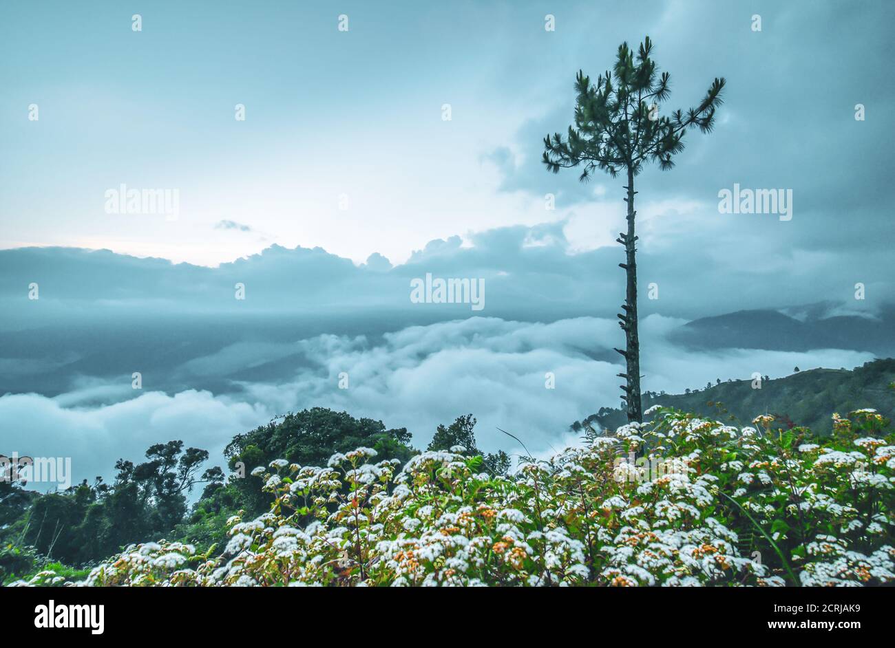 Clouds Formation Over the Mountain, Mount Pulag, Benguet, Philippines ...