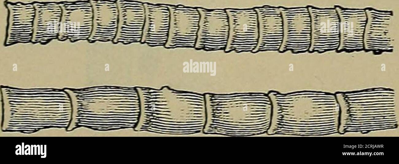 Brownshell hi-res stock photography and images - Alamy