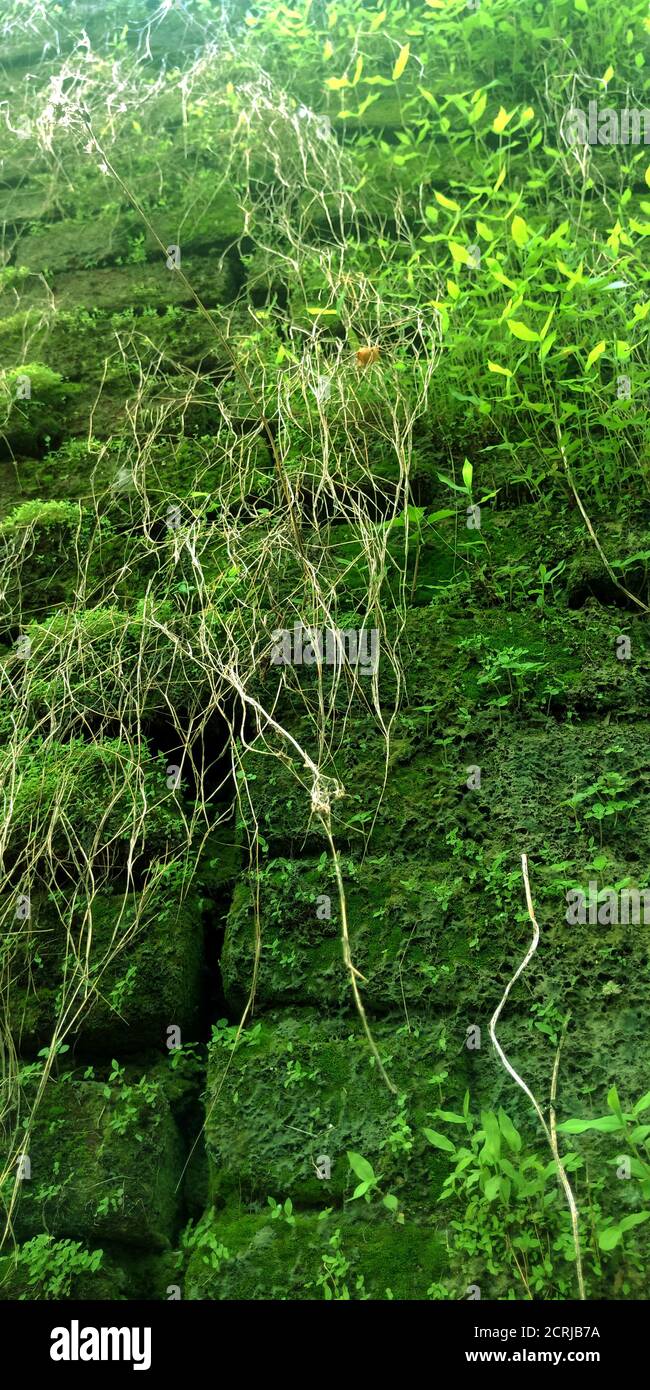 Tree roots growing on the green wall background Stock Photo - Alamy