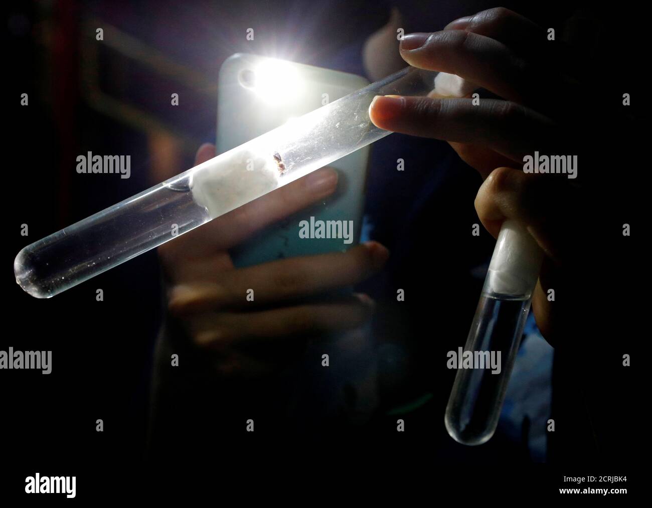 Ant queen in nature hi-res stock photography and images - Alamy