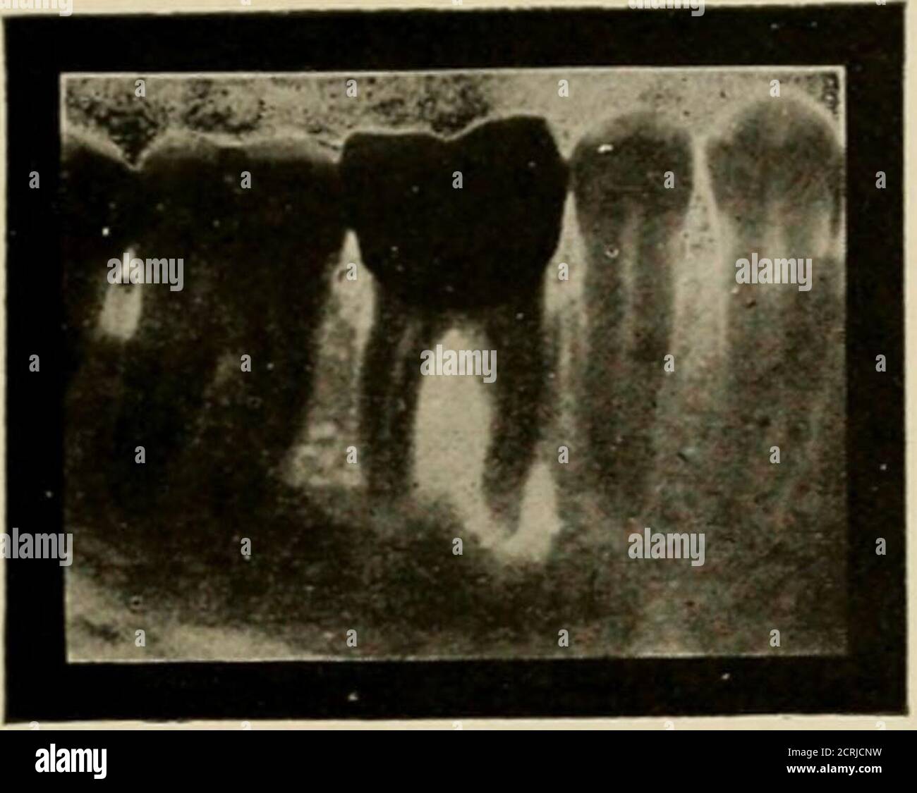 Riley shell hi-res stock photography and images - Alamy