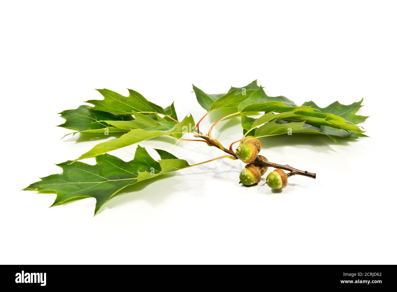 Branch of a oak tree with acorns isolated Stock Photo - Alamy