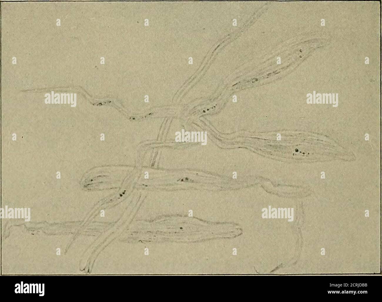 . A practical treatise on medical diagnosis for students and physicians ...