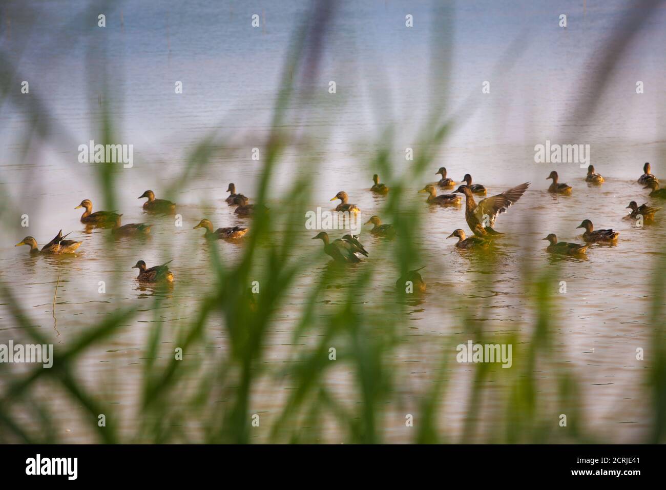 Beautiful mallards floating in water hi-res stock photography and ...