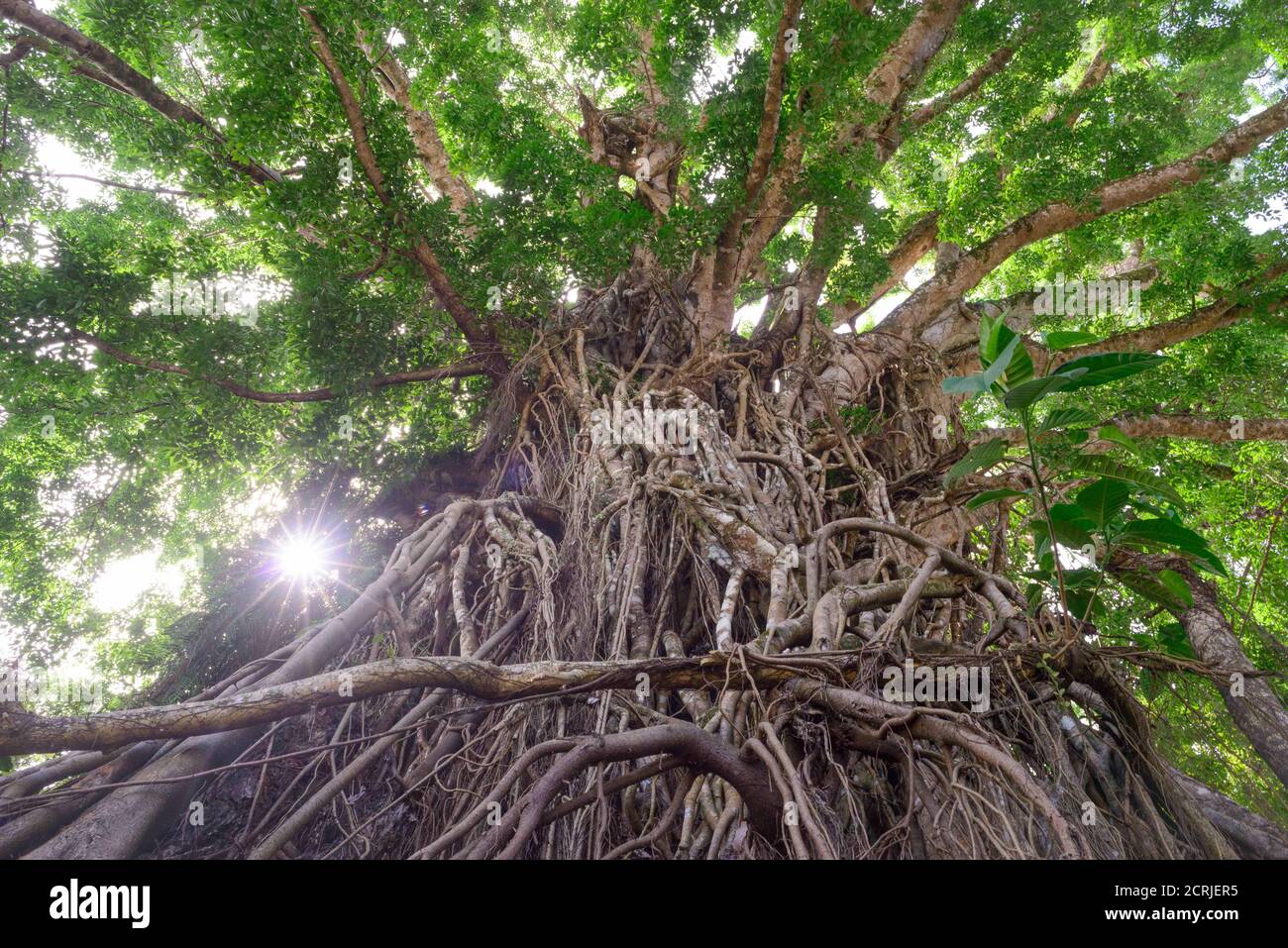Balete Baler