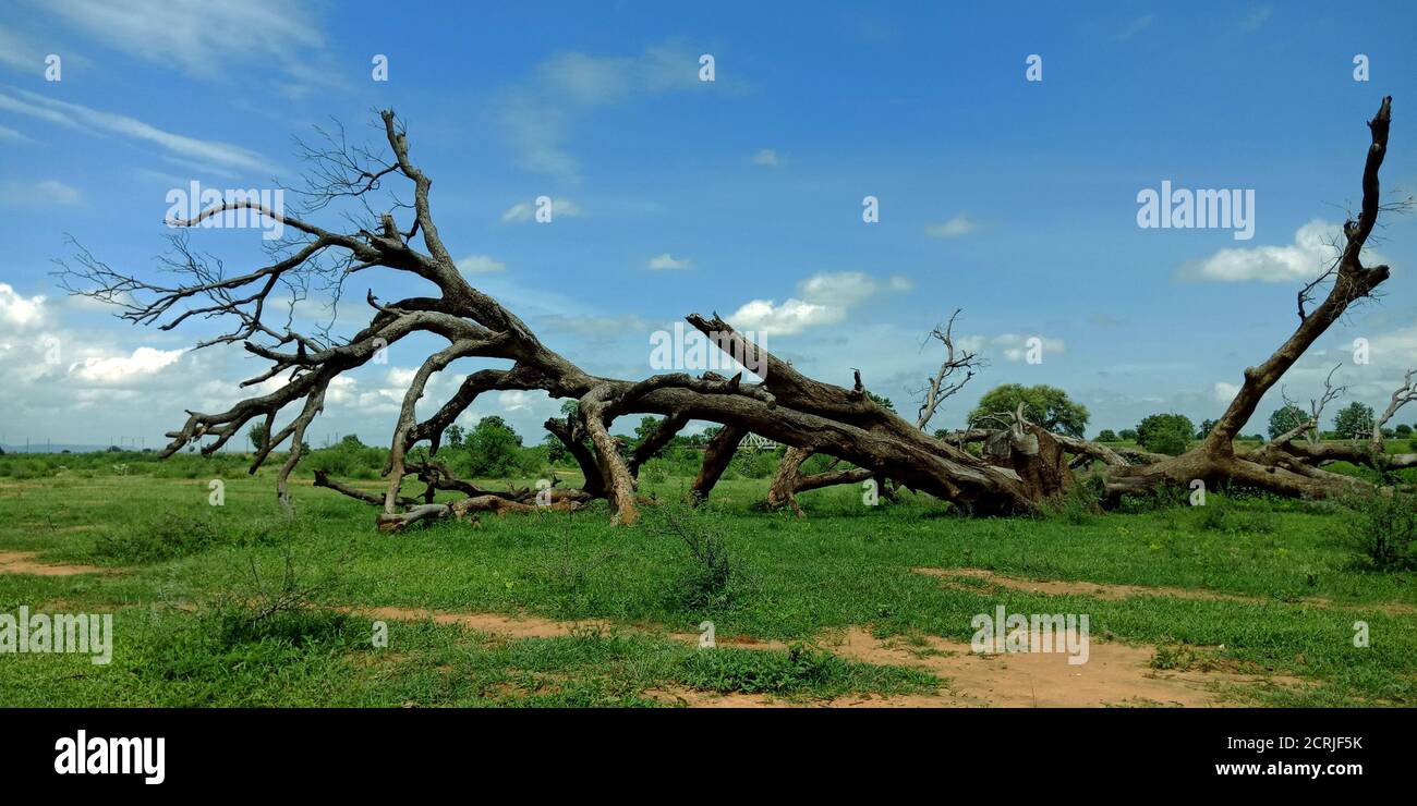 Dead tree lying on land on beautiful sky background Stock Photo - Alamy