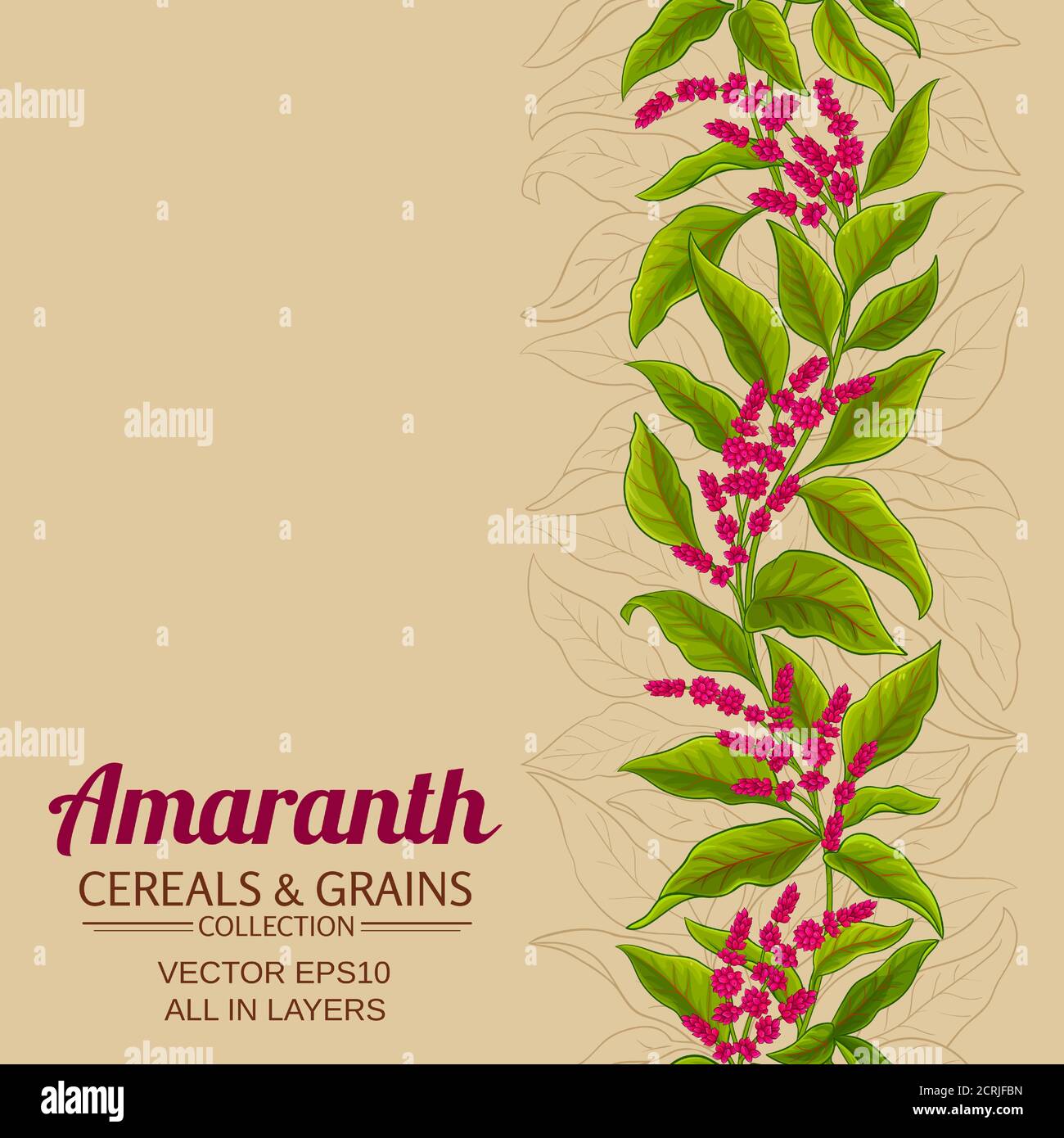 Amaranth Stock Vector Images - Alamy