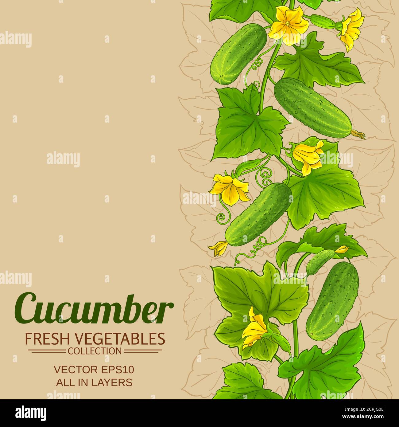 Fresh green cucumber leaf Stock Vector Images - Alamy