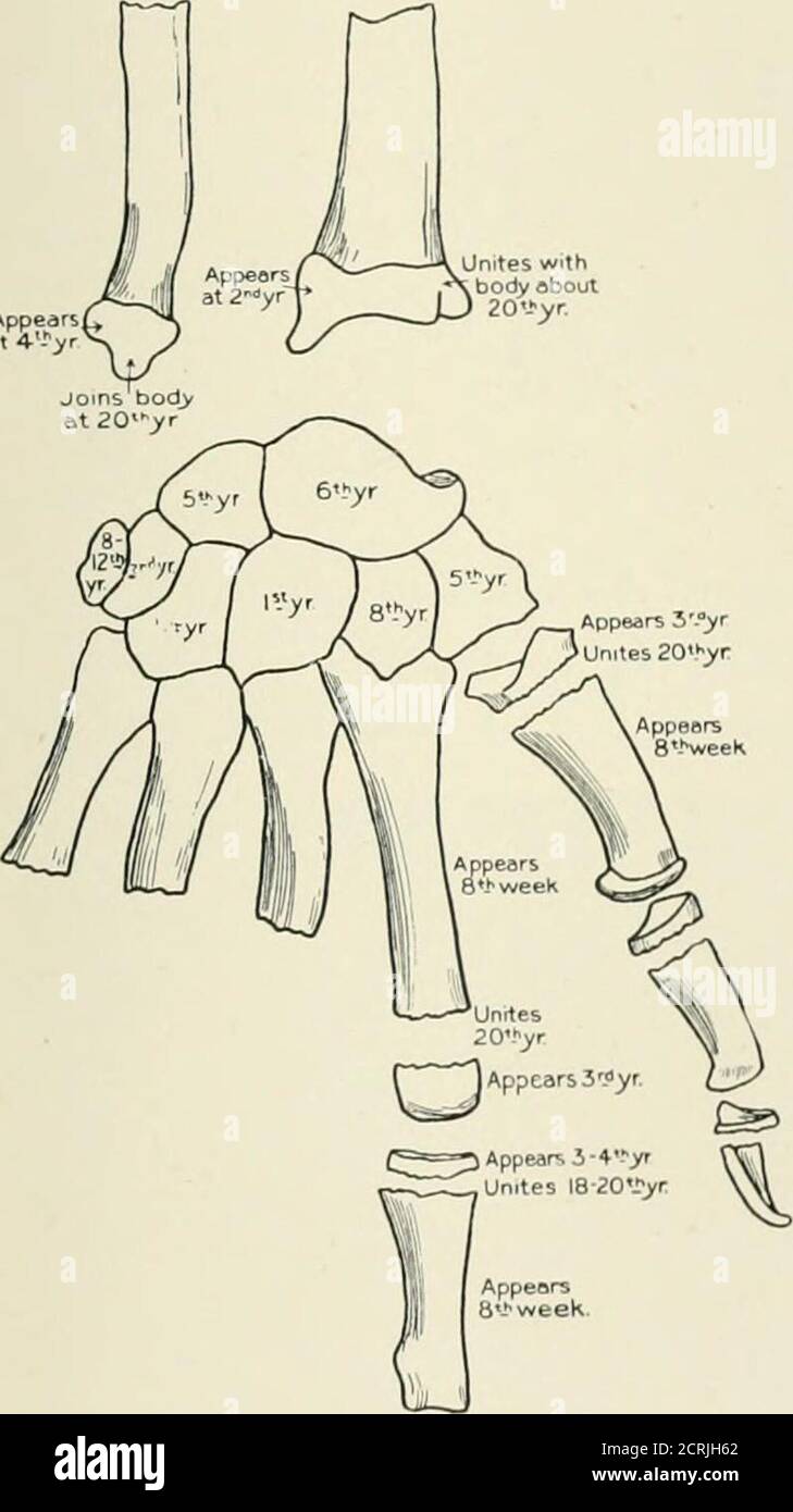 Styloid process of radius hi-res stock photography and images - Alamy