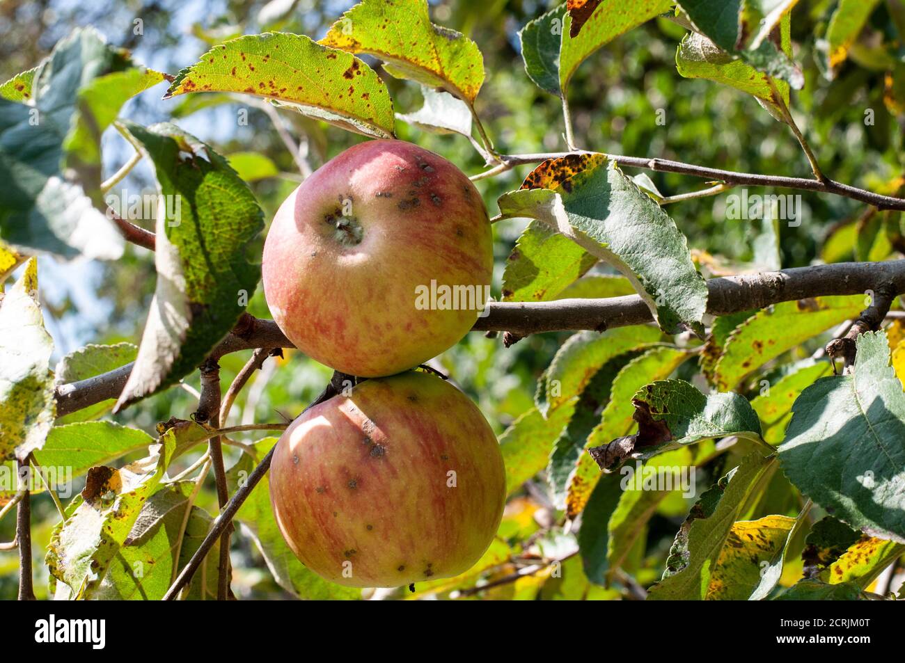 close-up of apple trees hanging at a tree in sunlight Stock Photo - Alamy
