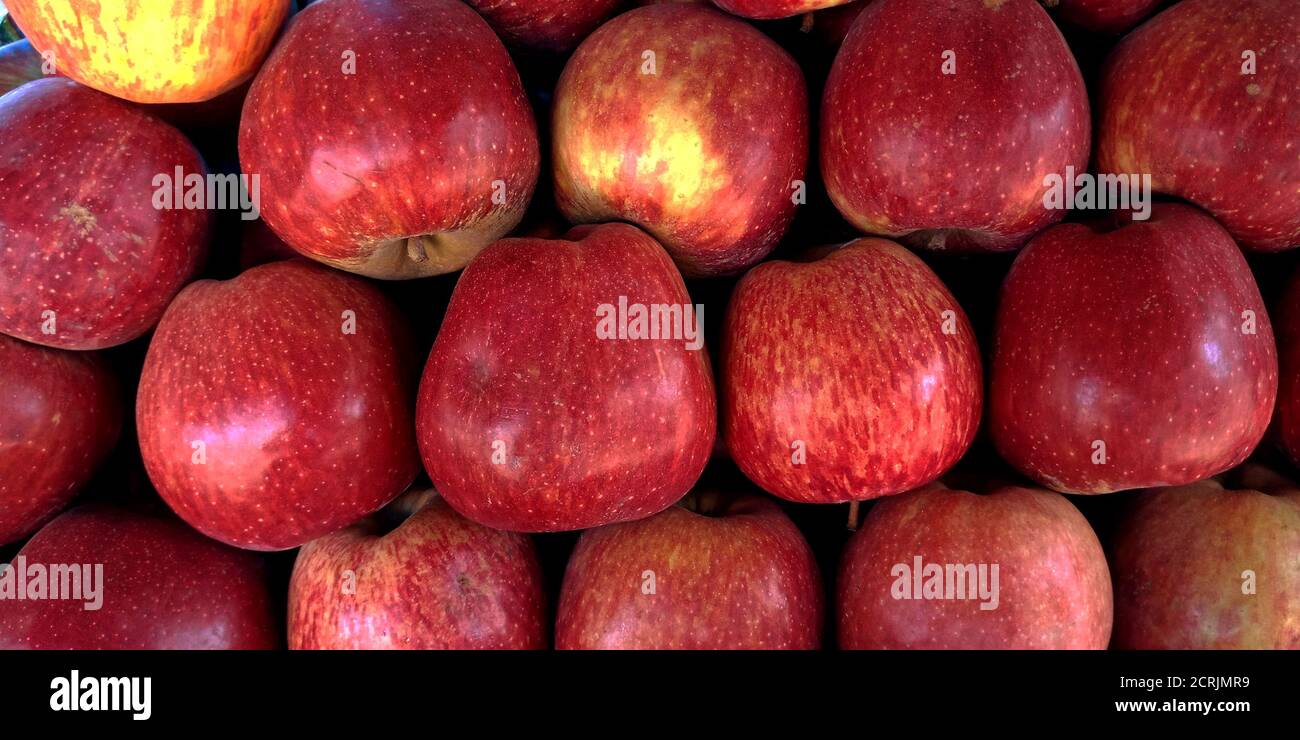 Group of apple isolated with set of fruit collection at agriculture ...