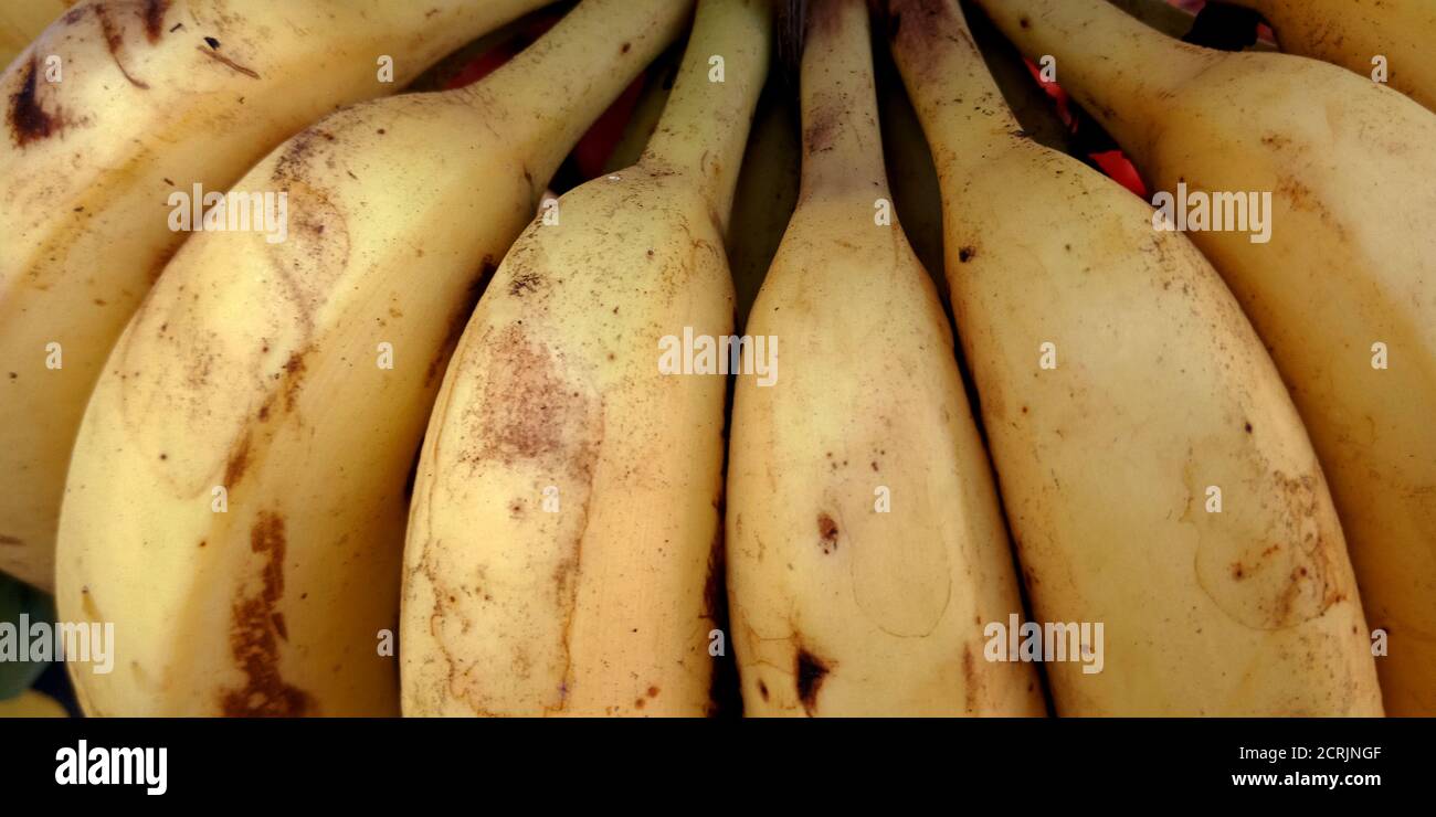 Dozen banana isolated with set of fruit collection at agriculture ...