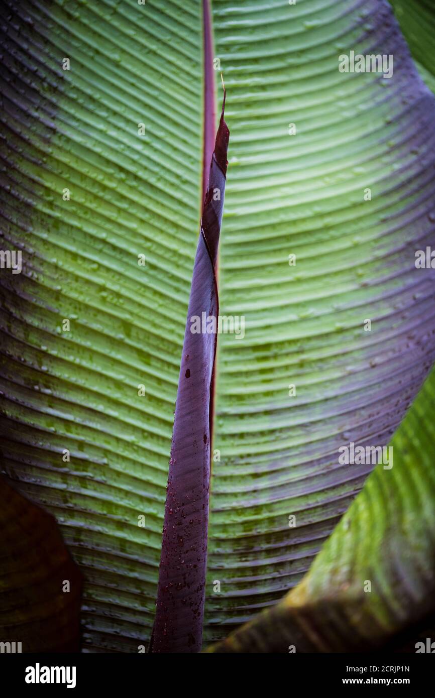 A new leaf tightly furled of a Musa Red Abyssinian Banana Ensete ...