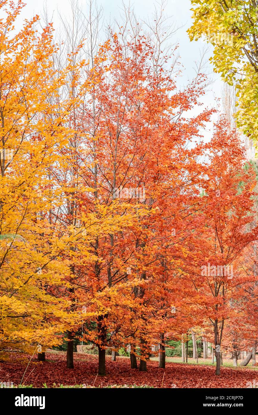 Autumn colors, trees with red leaves Stock Photo - Alamy