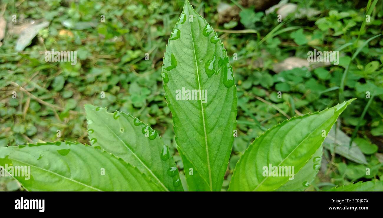 Green long leaf water drop isolated with set of fruit collection at ...