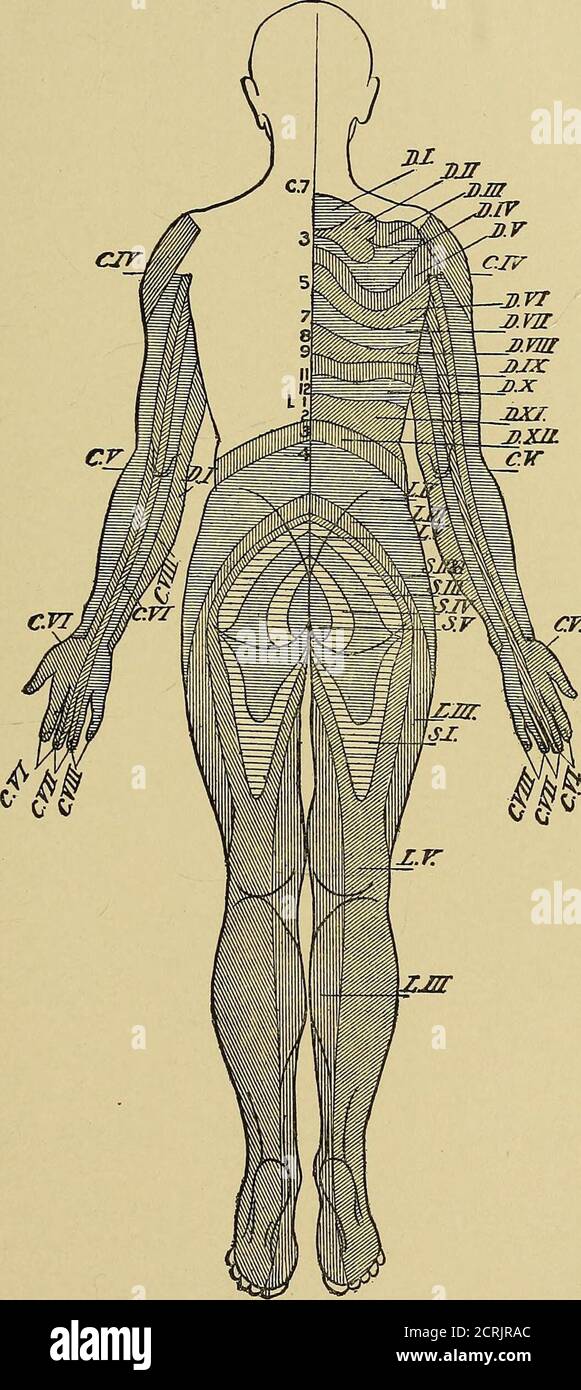 . Electricity : its medical and surgical applications, including ...