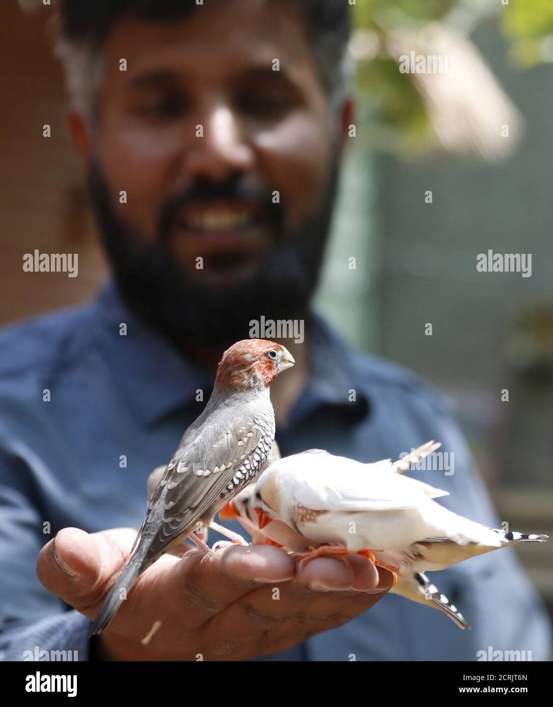 Saudi bird hi-res stock photography and images - Alamy