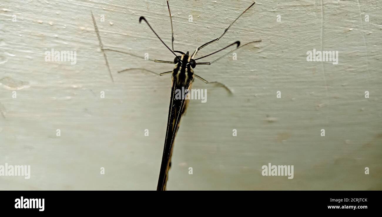 Isolated flying creature on white wall background Stock Photo - Alamy