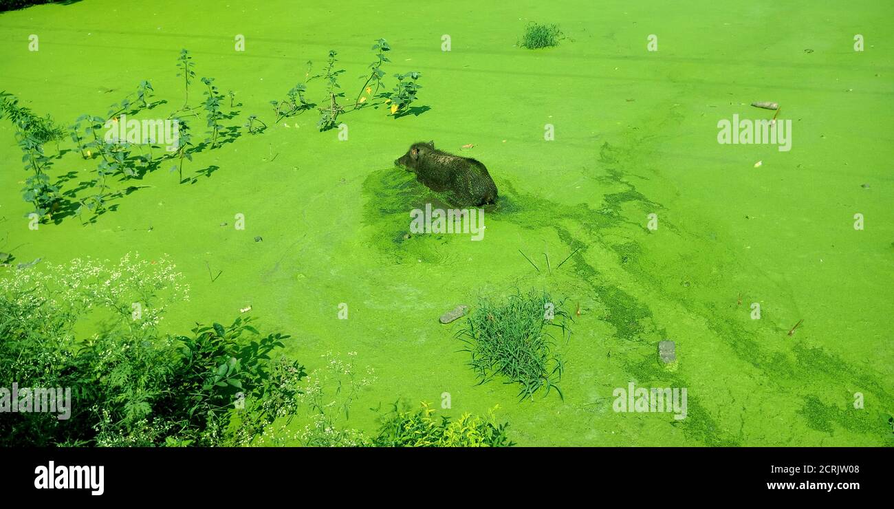 A pig swimming on green water at dirty gutter side Stock Photo - Alamy