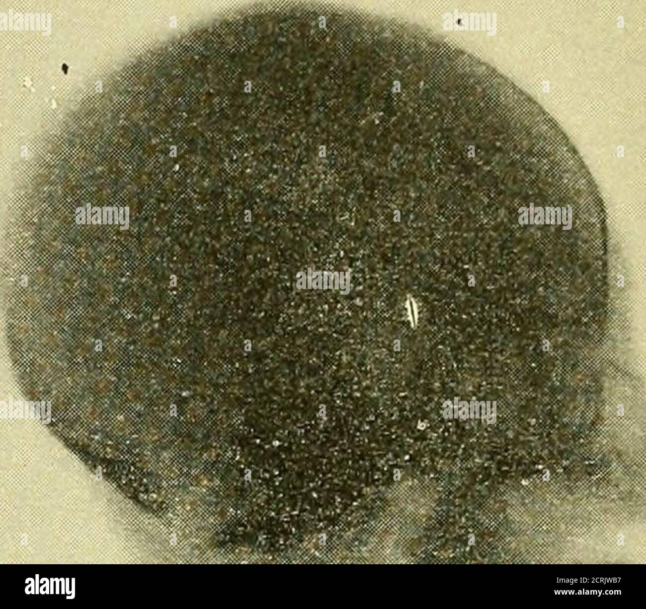 . The medical and surgical uses of electricity : including the X-ray ...