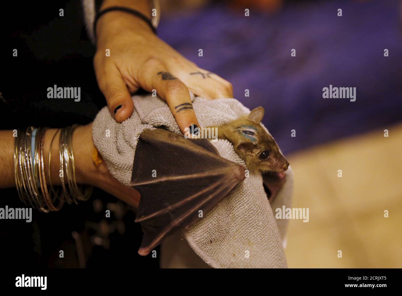 Two fruit bats hi-res stock photography and images - Alamy