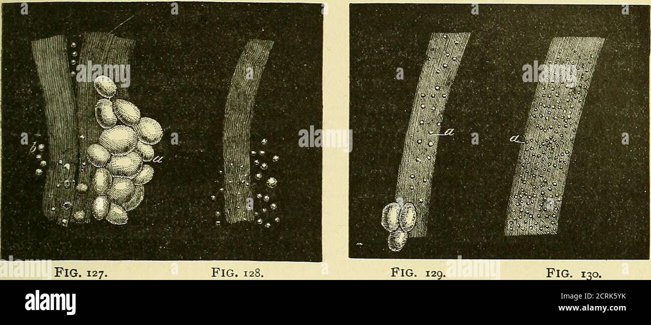 . The medical and surgical uses of electricity : including the X-ray ...