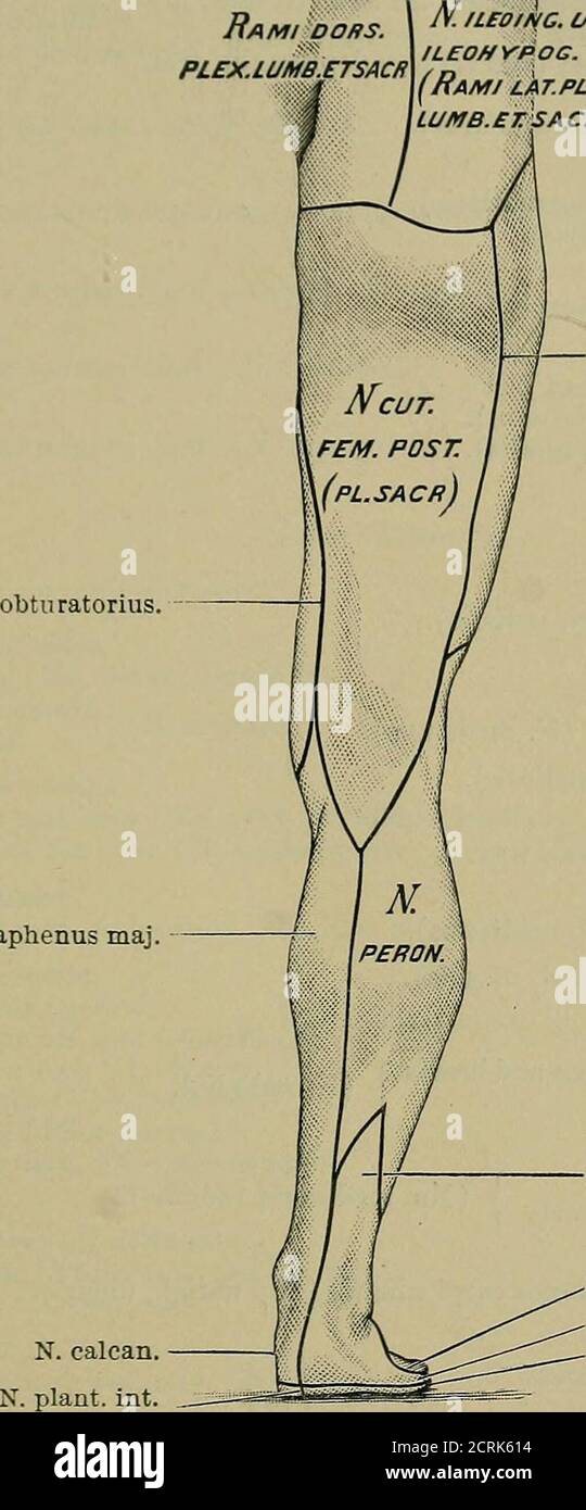 Cucullaris hi-res stock photography and images - Alamy