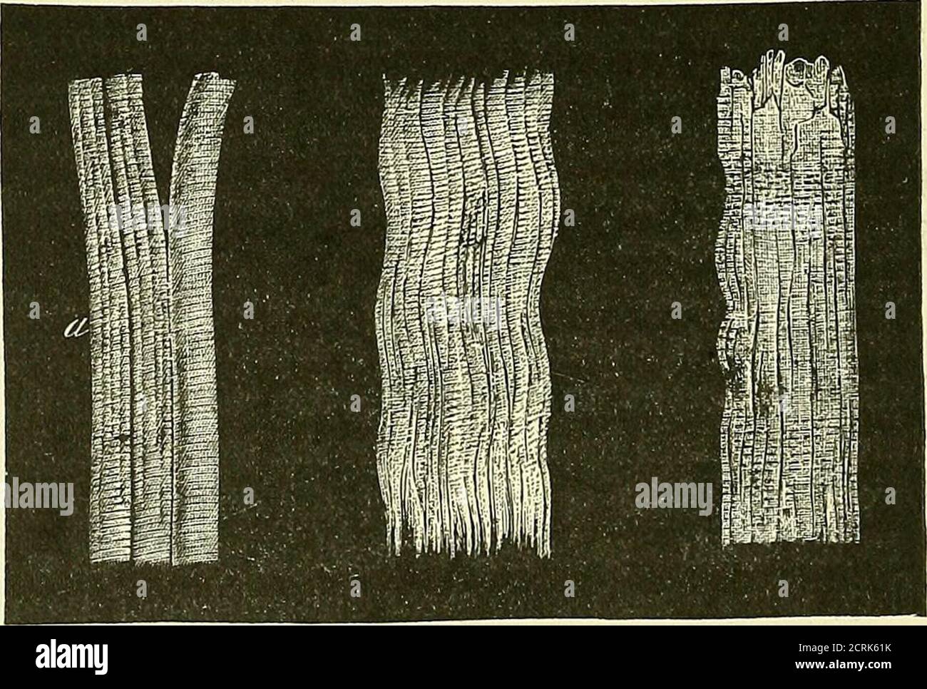 . The medical and surgical uses of electricity : including the X-ray ...