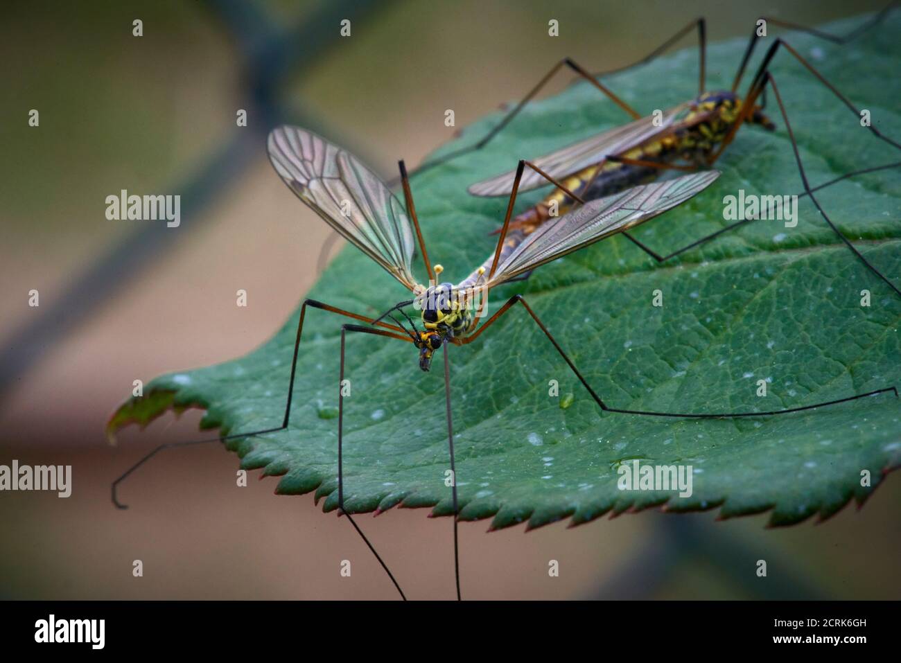 Crane flies mating on a leaf Stock Photo - Alamy