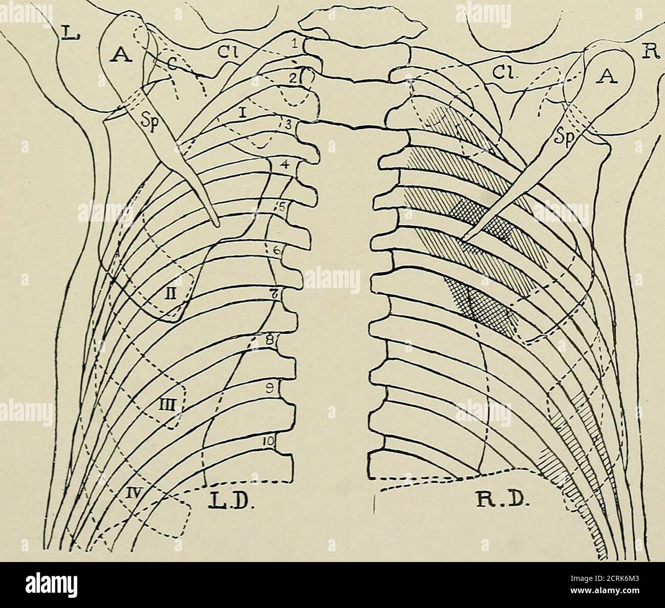Coracoid Process Of Scapula